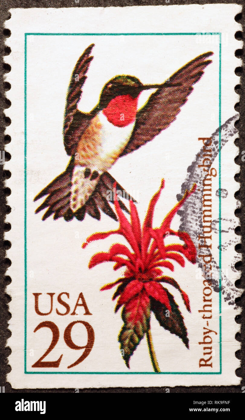 Ruby-throated hummingbird on american postage stamp Stock Photo - Alamy