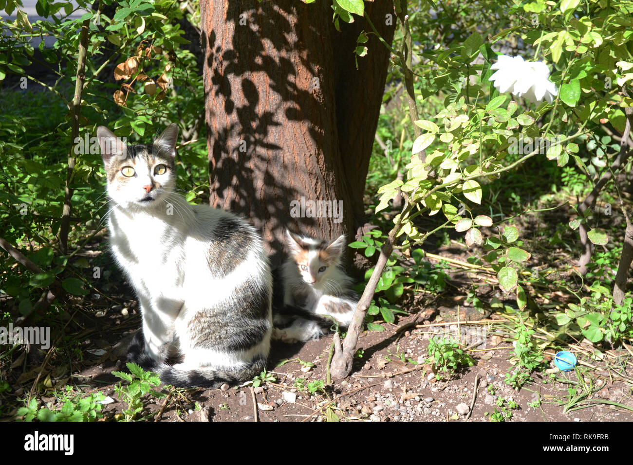 Grey Stray Cat At Night Stock Photo - Alamy