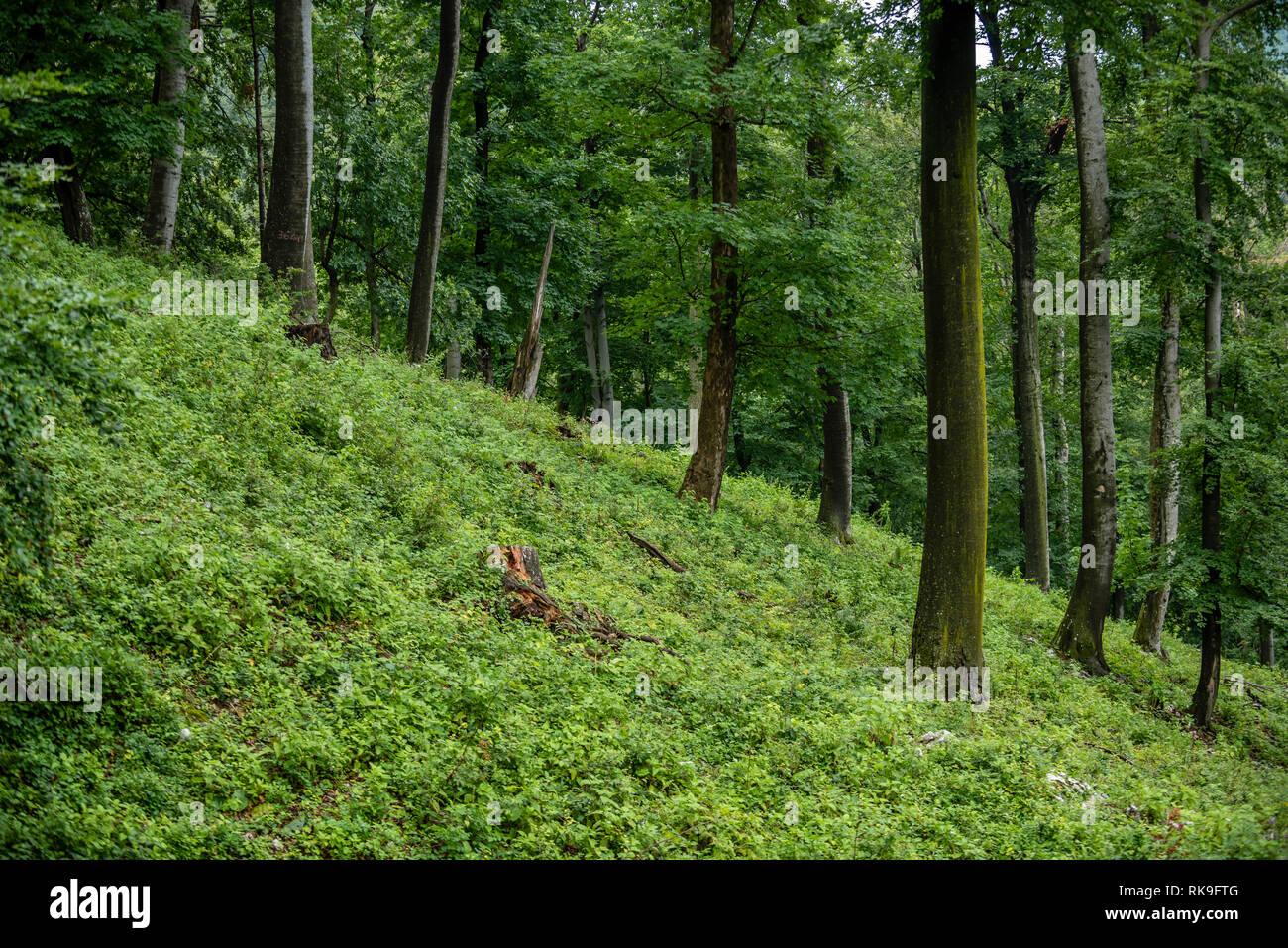 Summer in a rainy forest in Slovenia, Europe - 2018 Stock Photo - Alamy