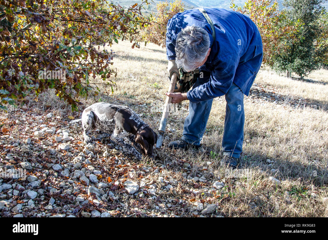 Truffle hunting hi-res stock photography and images - Alamy