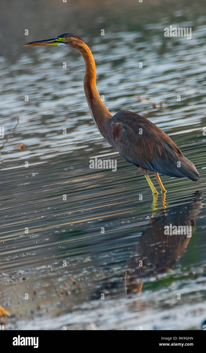 purple heron in searching mode The purple heron is a wide-ranging ...