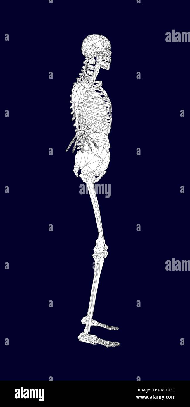 Polygonal wireframe of the human skeleton with internal organs. Side ...