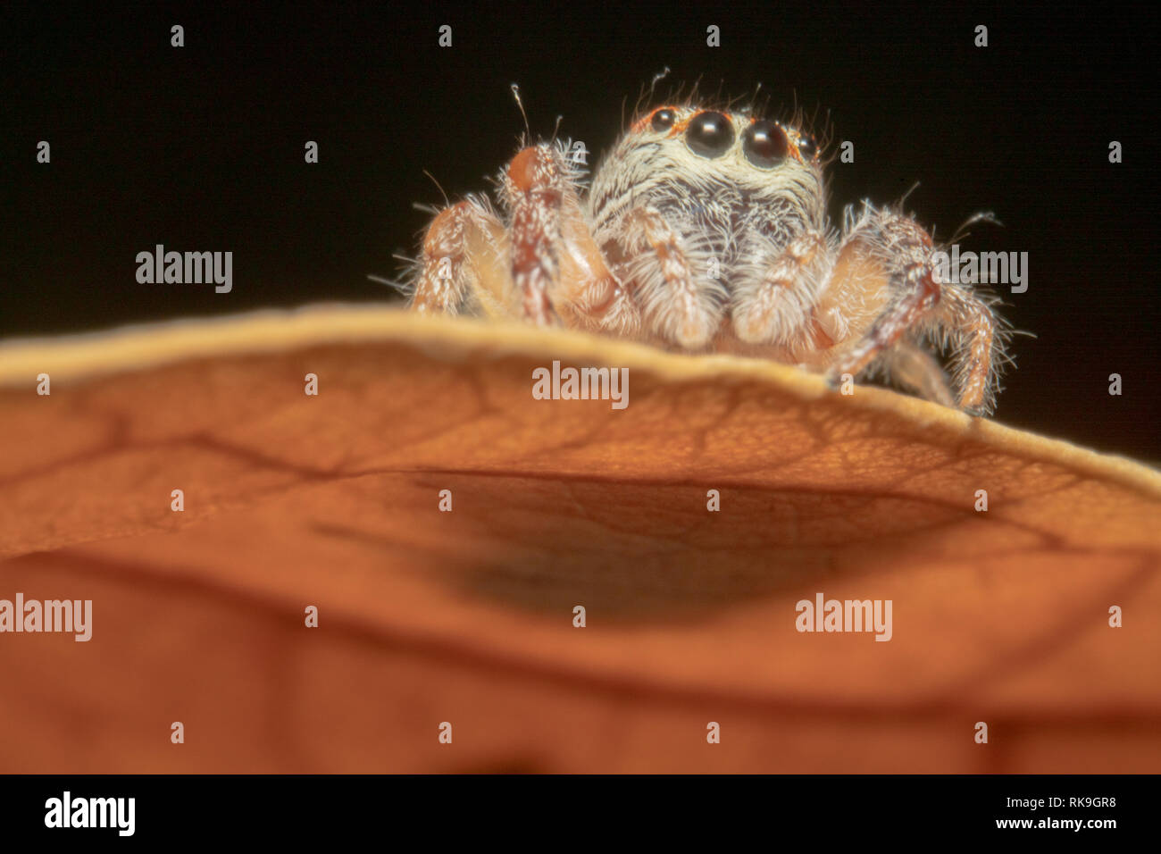 Big shiny black spider hi-res stock photography and images - Alamy