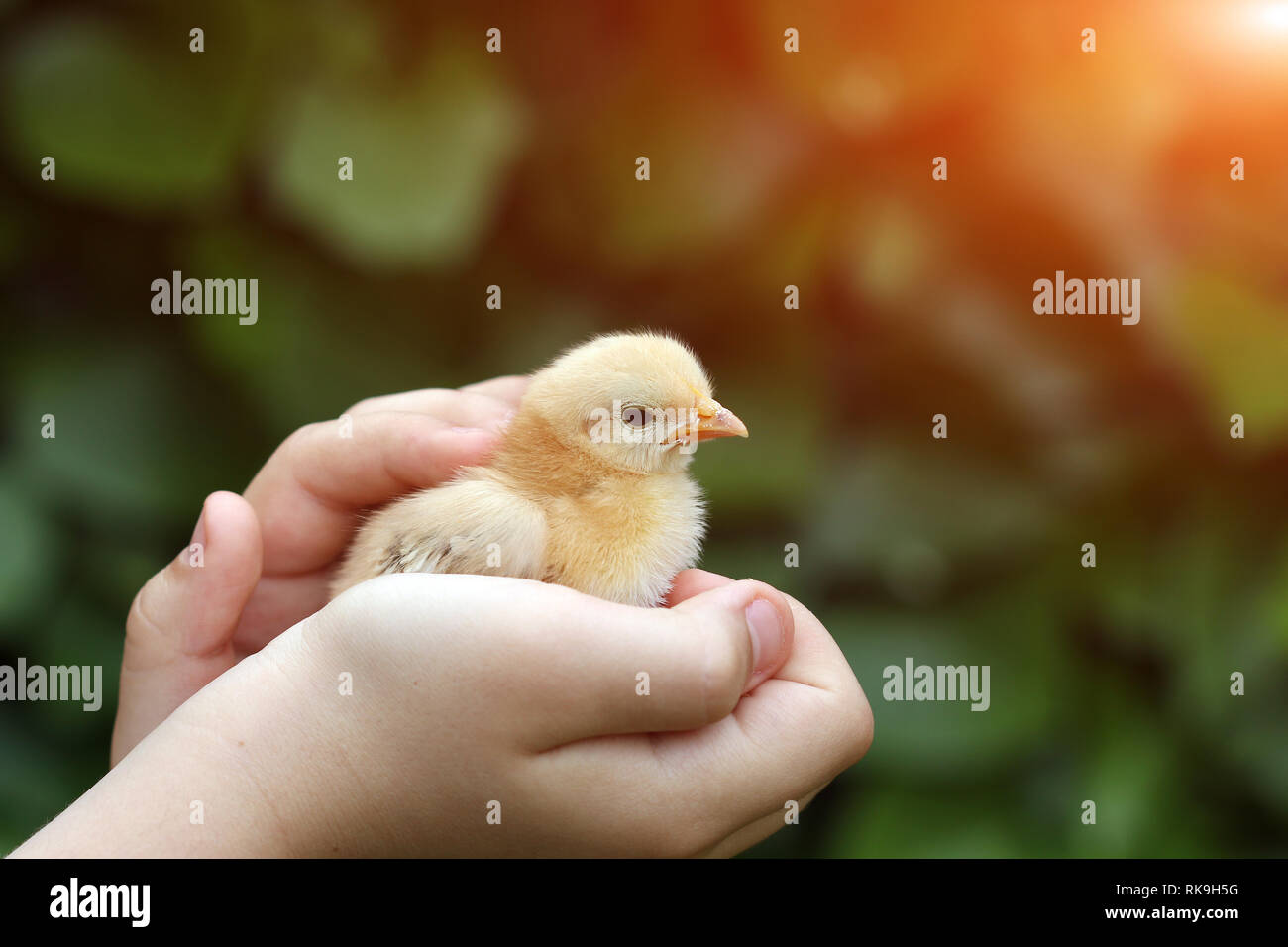 Child holds chicken hi-res stock photography and images - Alamy