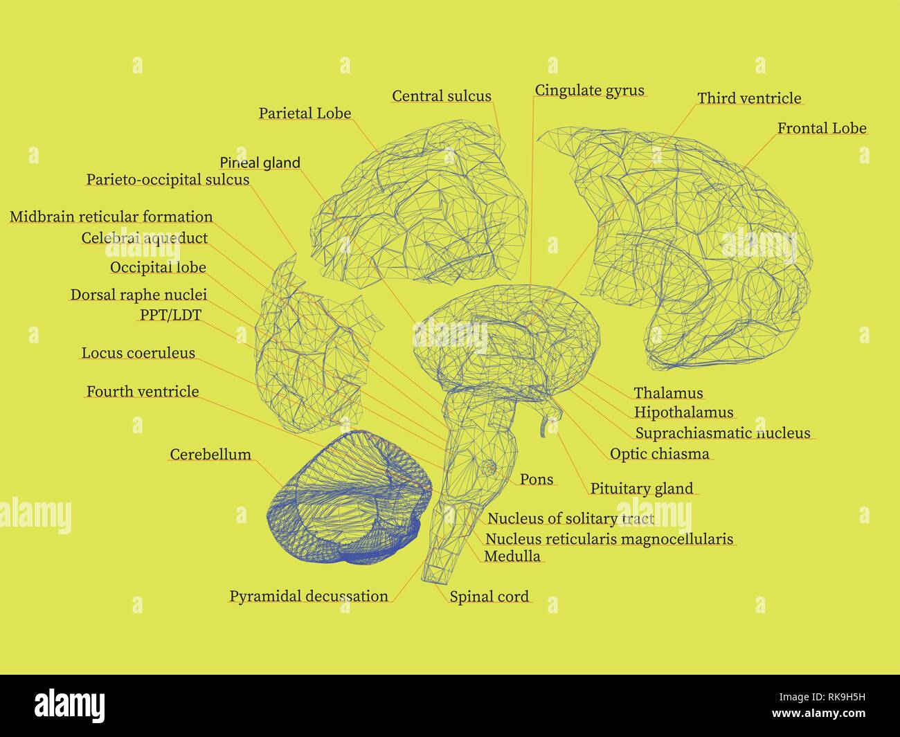 The wireframe of the human brain in parts. Brain with the names of its ...