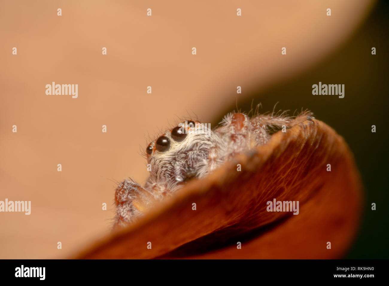 Light brown orange hair jumping spider sitting on an orange curved leaf ...