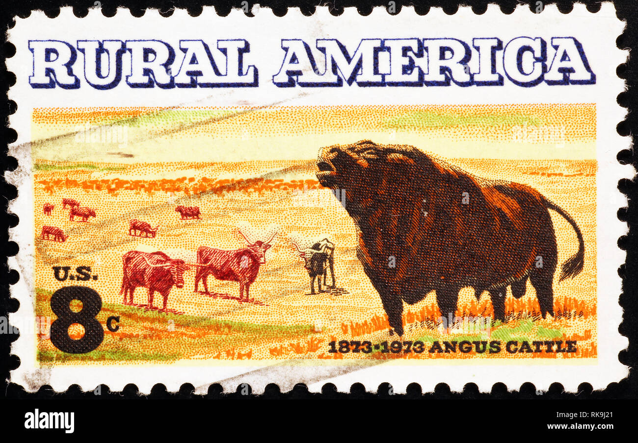 Angus cattle on american postage stamp Stock Photo - Alamy