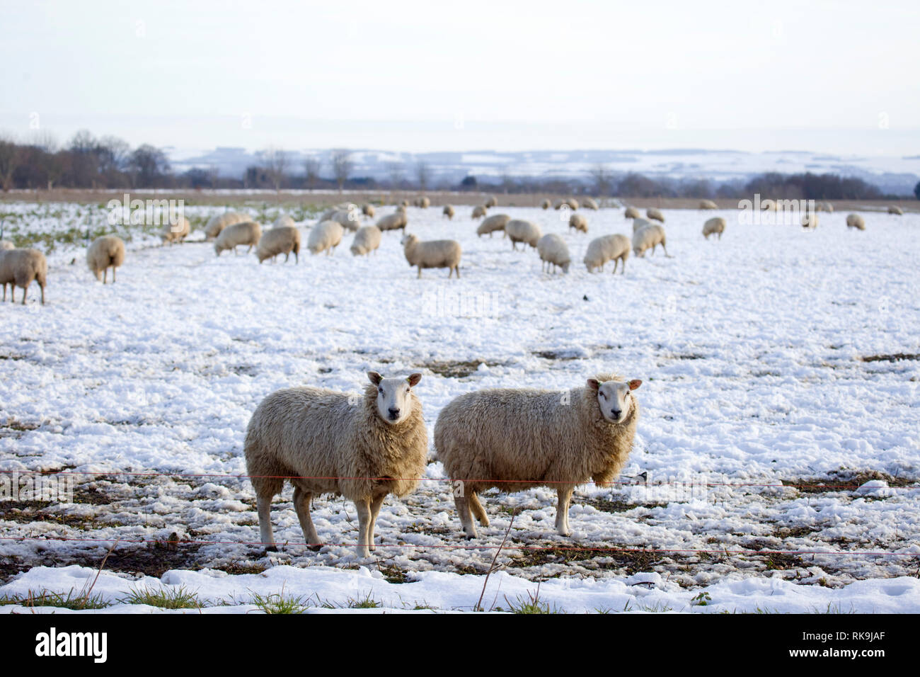 Sheep in freezing field hi-res stock photography and images - Alamy