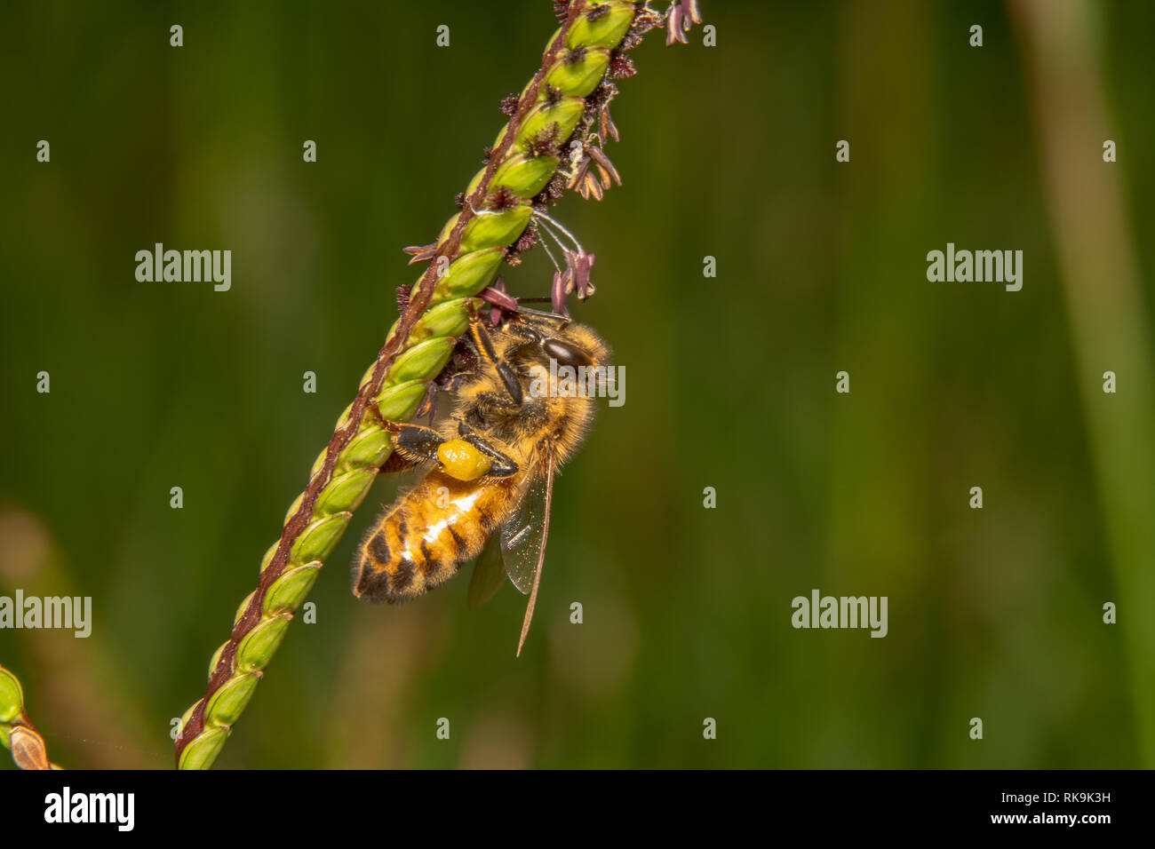Honey bee hugging tightly on a title green plant with purple flower in ...