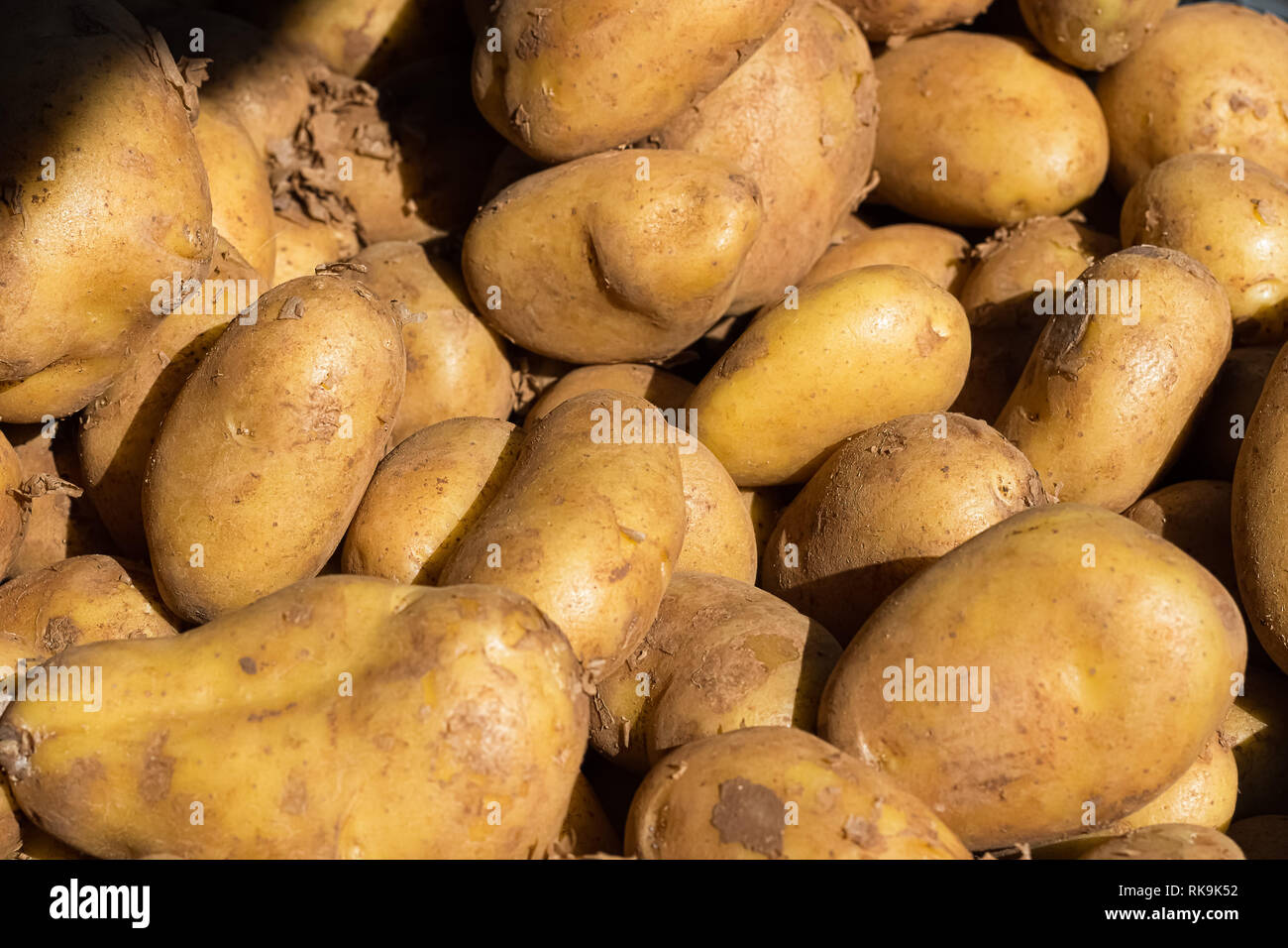 Fresh organic potato stand out among many large background potatos in ...