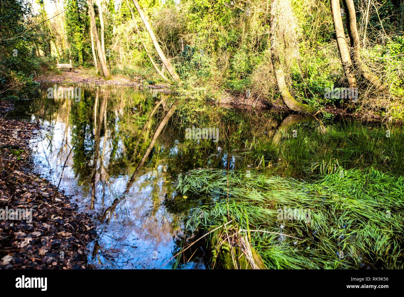 Wildlife pool at Quarry Wood Nature Reserve, Crowhurst, East Sussex ...