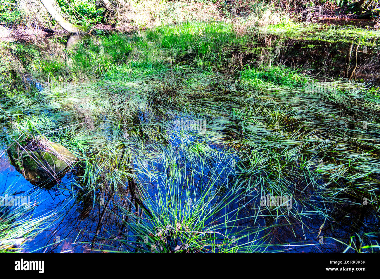 Wildlife pool at Quarry Wood Nature Reserve, Crowhurst, East Sussex ...