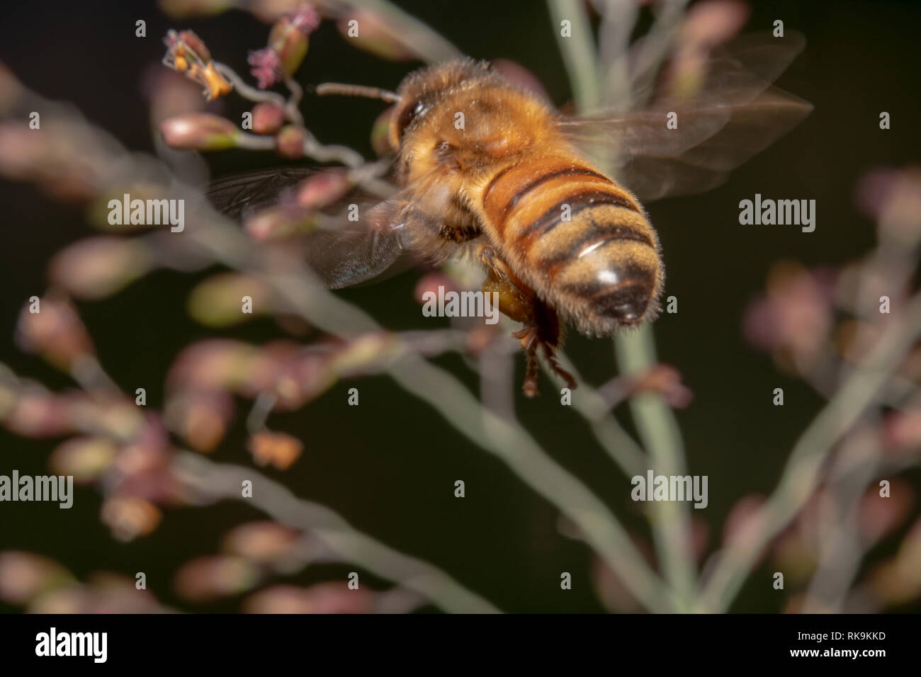 Honey bee shot from behind flying toward flowers in search of nectar ...