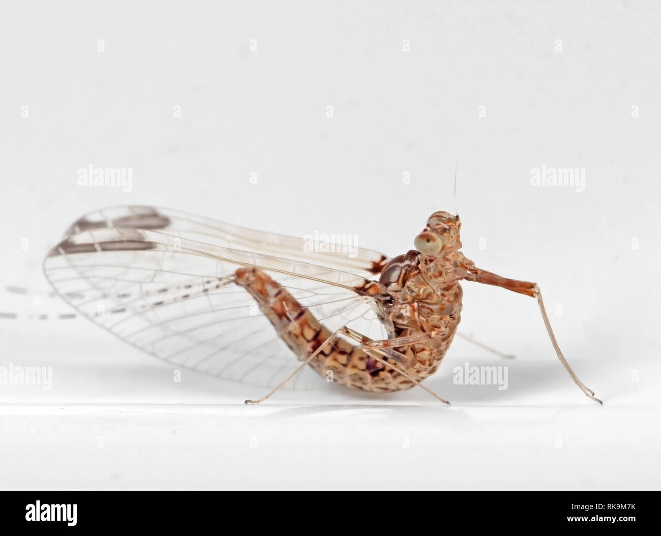 Macro Photography of Weird Insect Isolated on White Background Stock ...