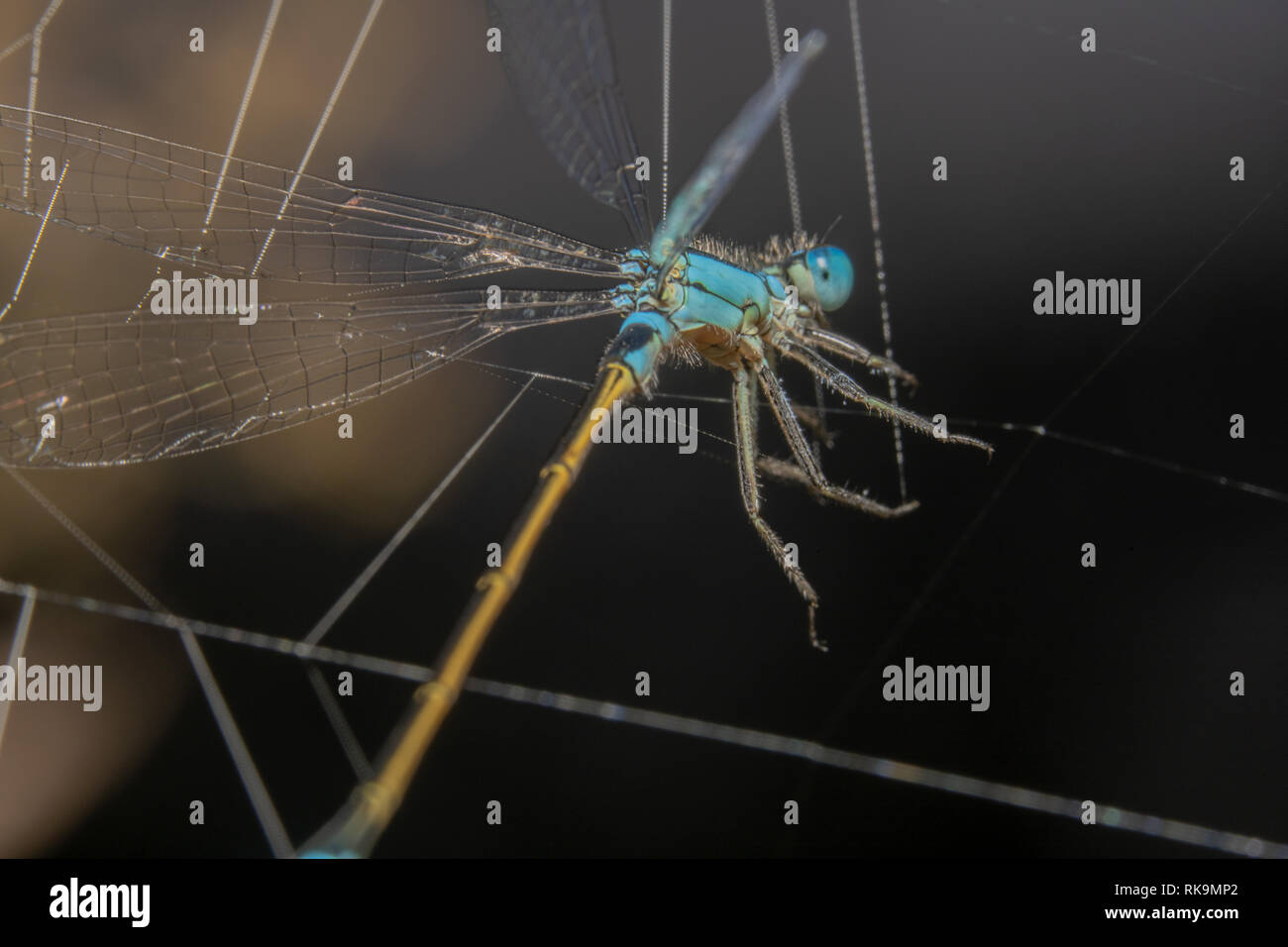 Blue damsel fly pattern hi-res stock photography and images - Alamy