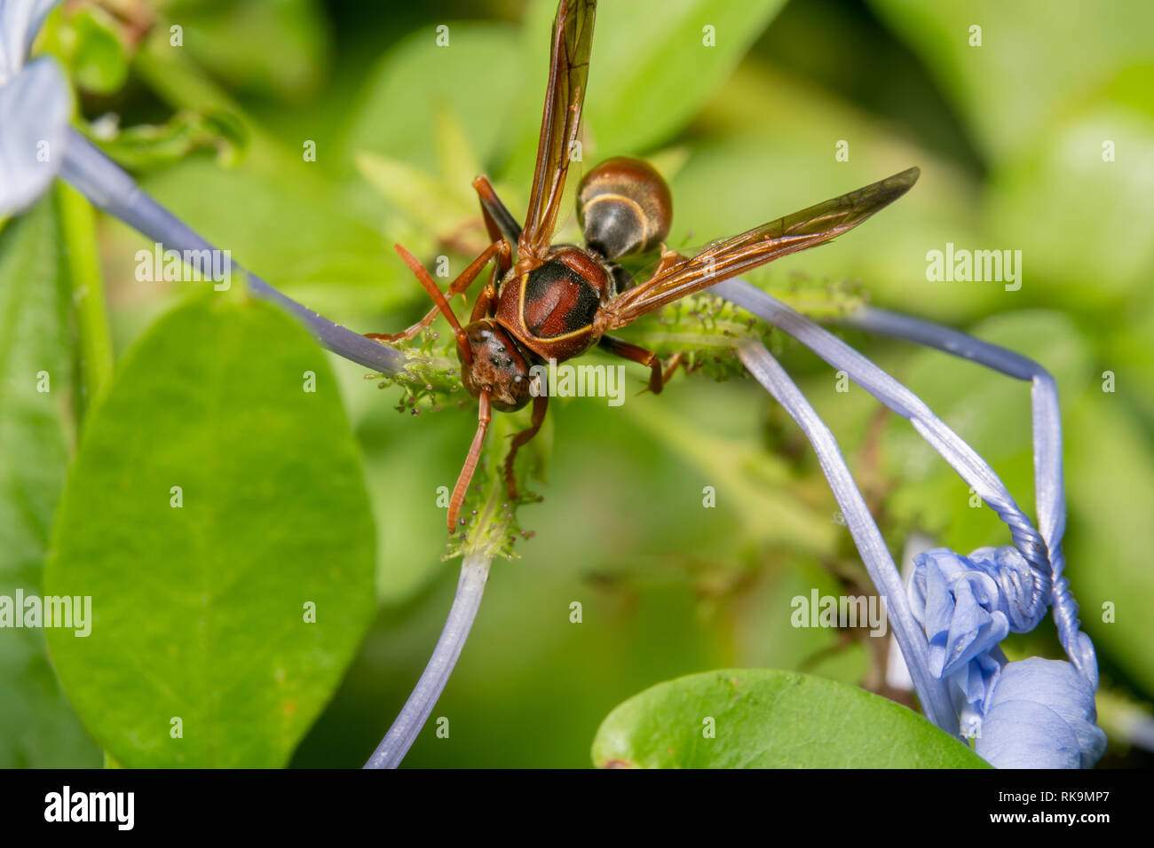 Australian mud wasp, orange and black wasp, mud dauber with red ...