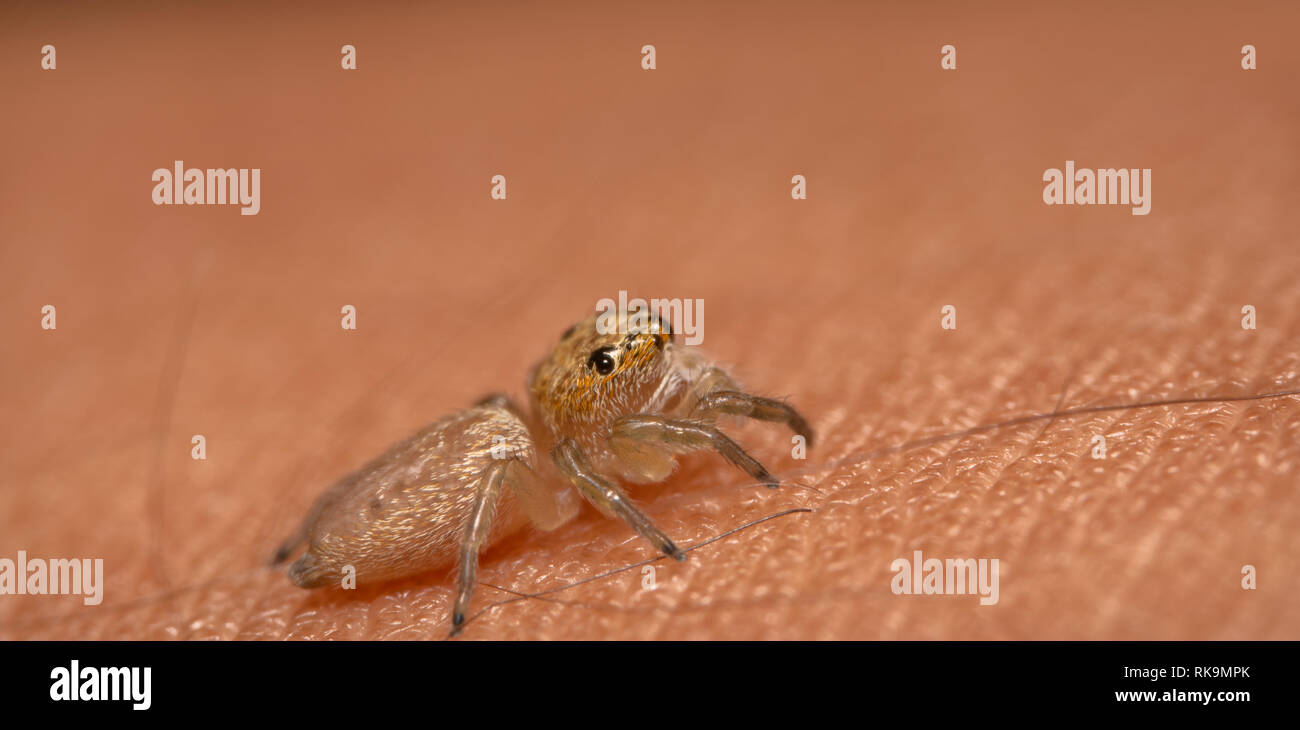 Little jumping spider crawling on skin. Light brown jumping spider ...