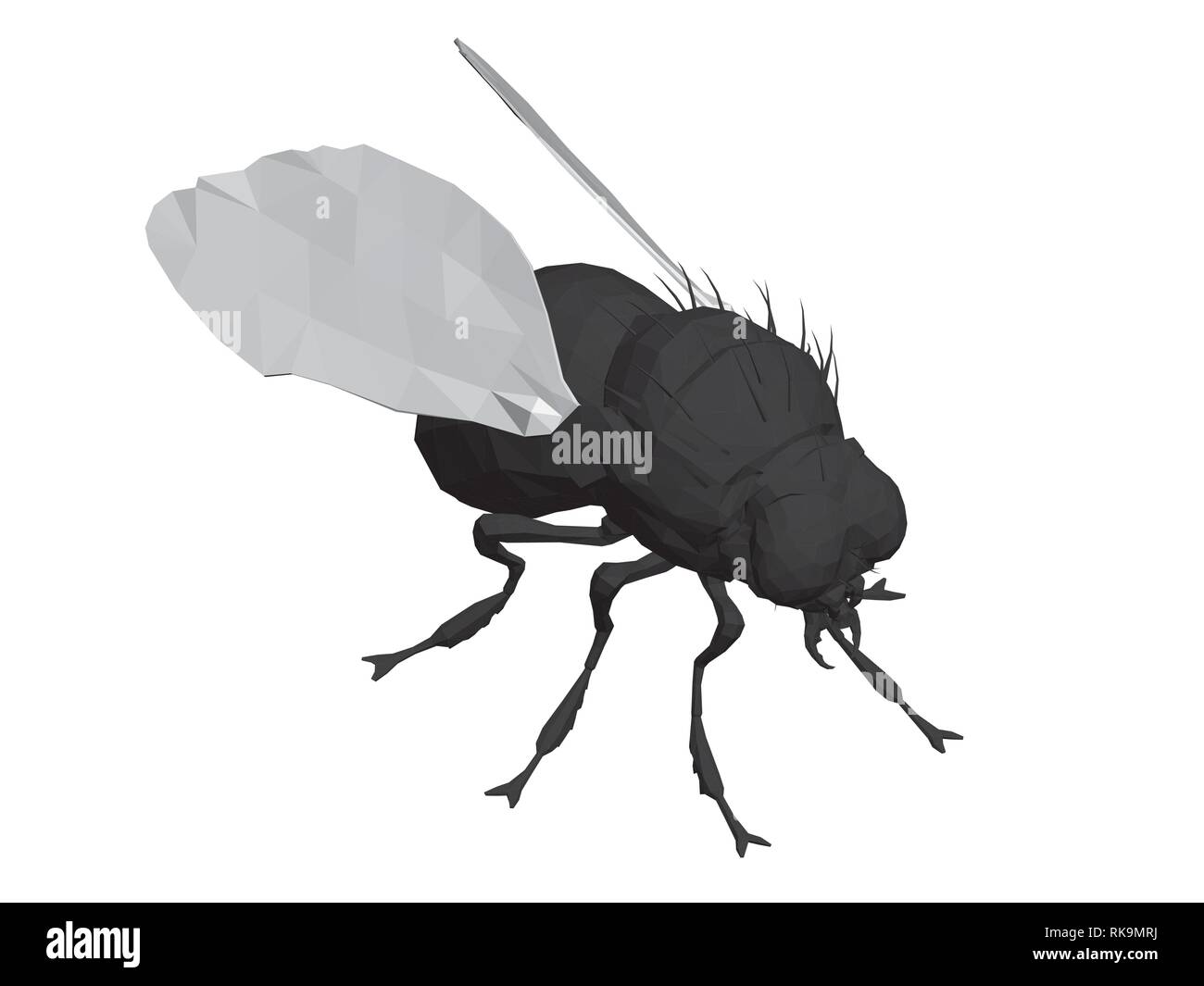 Polygonal realistic fly. Black fly with white wings. Isometric view. 3D ...