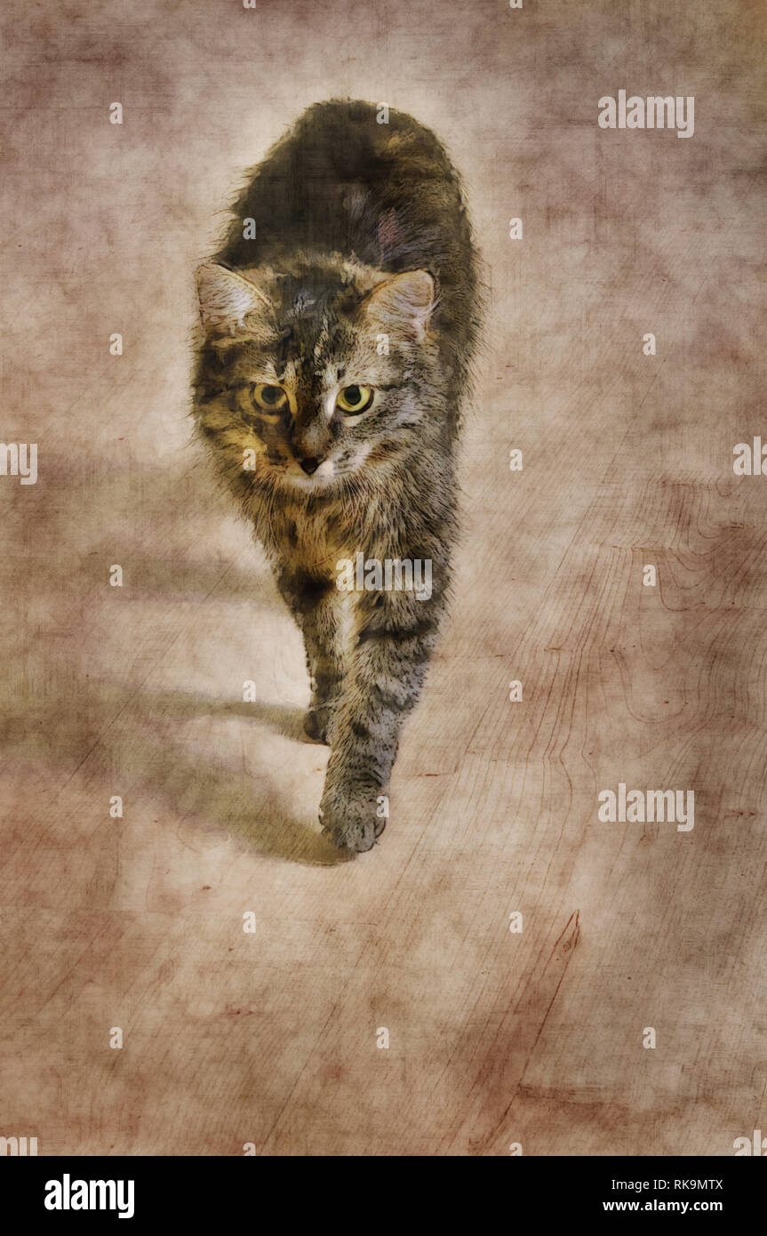 domestic cat walking portrait - artistic painterly effect computer ...