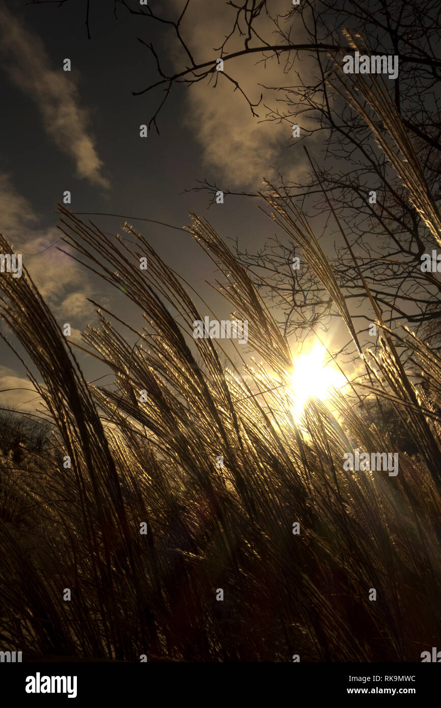 Reed by sunset hi-res stock photography and images - Alamy