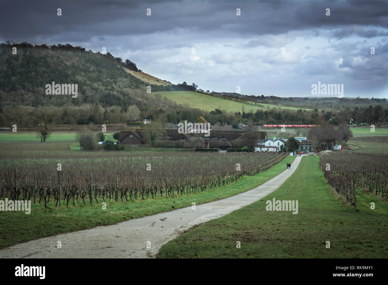 Denbies Wine Estate, Dorking, Surrey, UK Stock Photo - Alamy