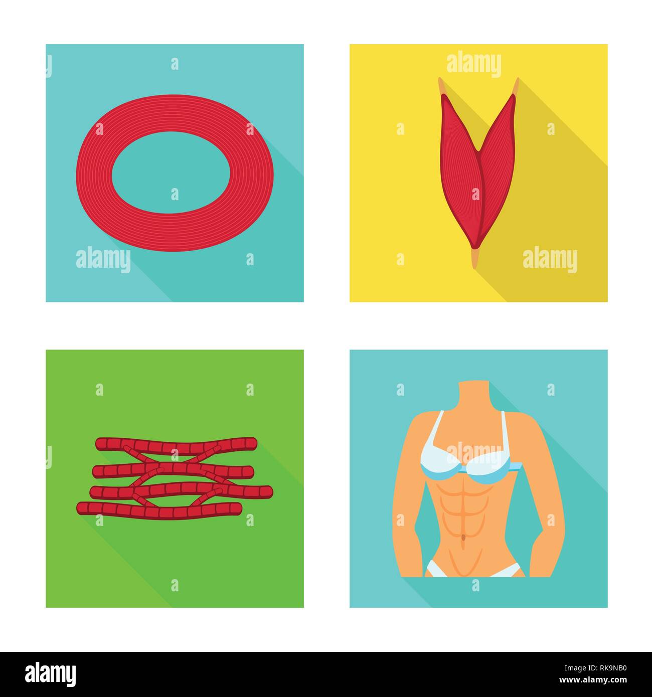 Illustration deltoid muscle anatomy Stock Vector Images - Alamy