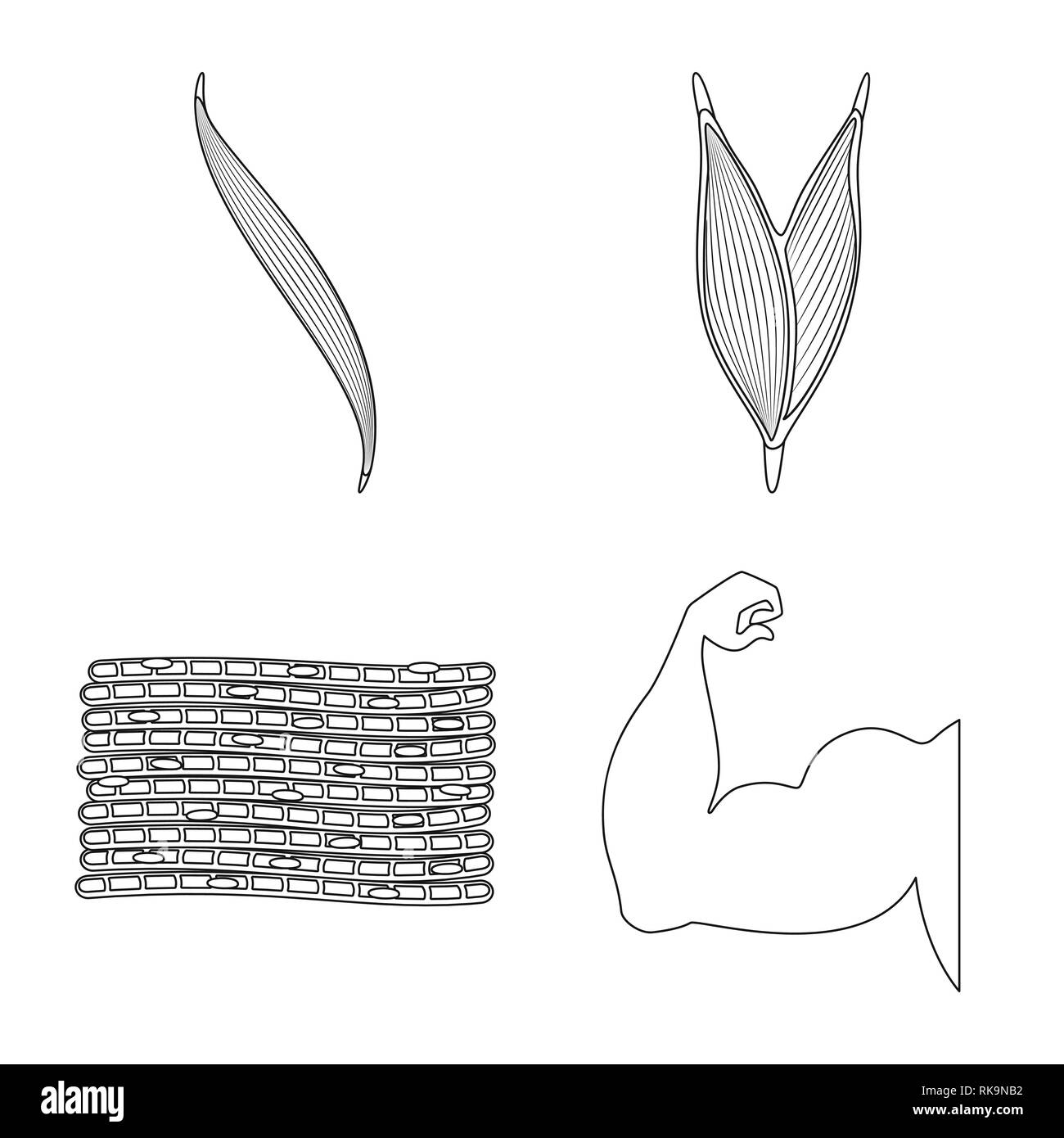 Vector illustration of fiber and muscular symbol. Set of fiber and body ...