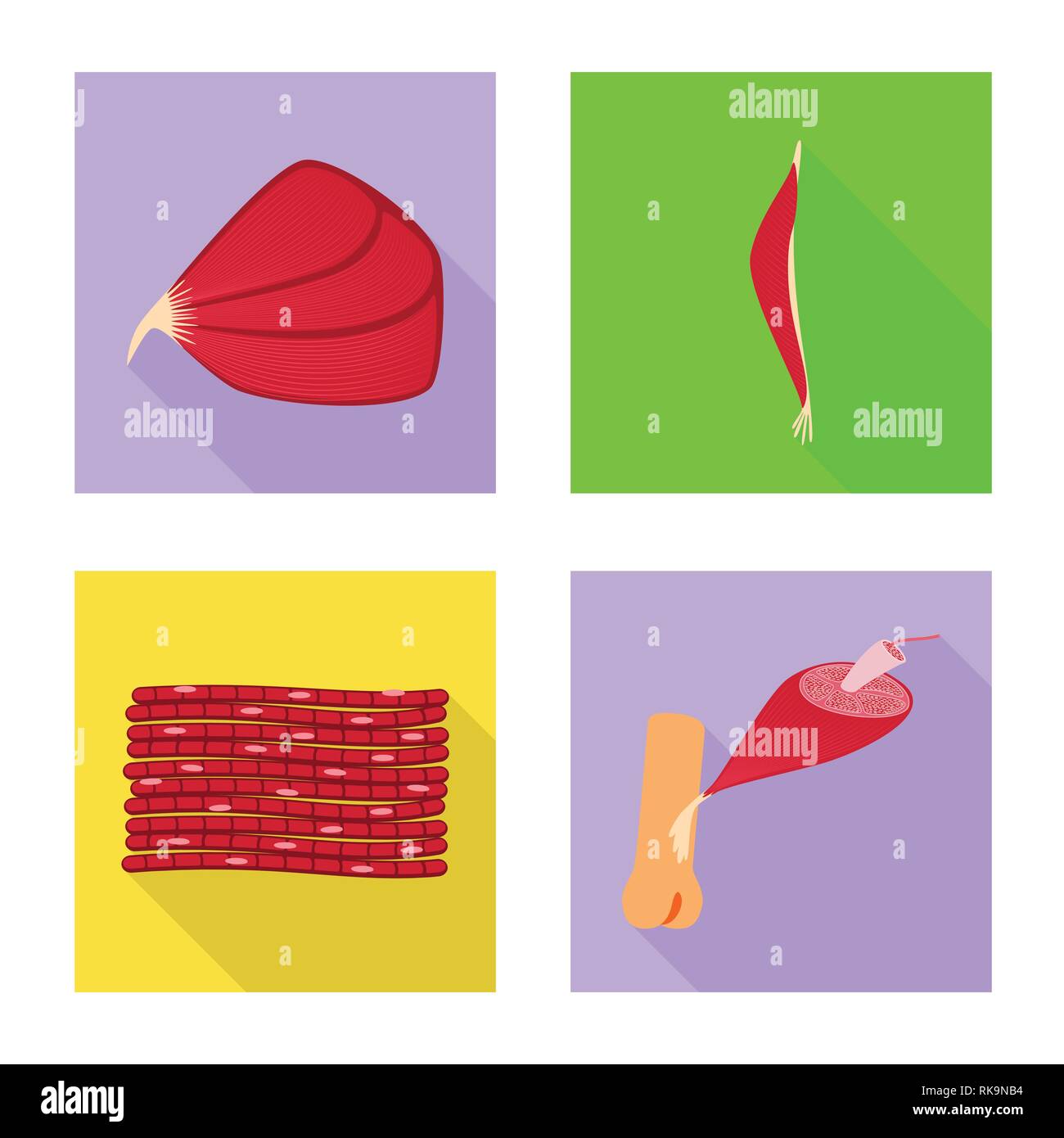 Vector illustration of muscle and cells symbol. Set of muscle and ...