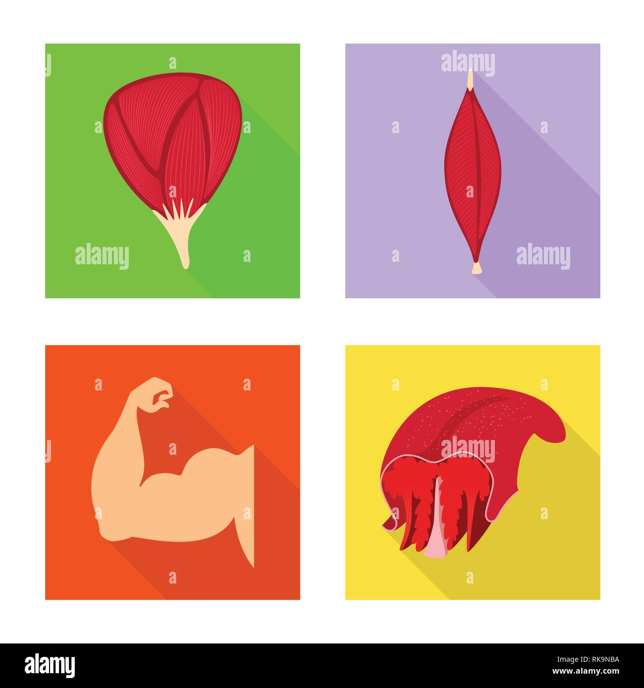 Vector illustration of muscle and cells sign. Collection of muscle and ...