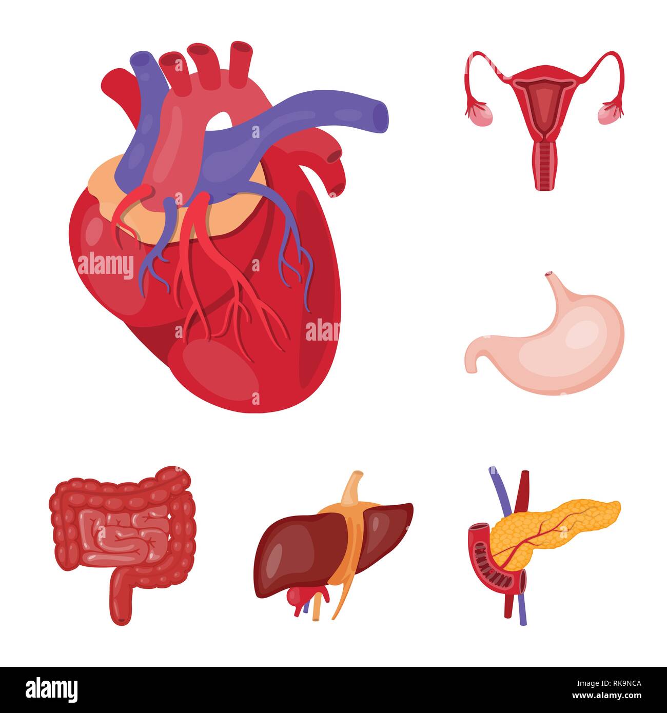 heart,urinary,stomach,liver,pancreas,cardiology,system,digestive ...