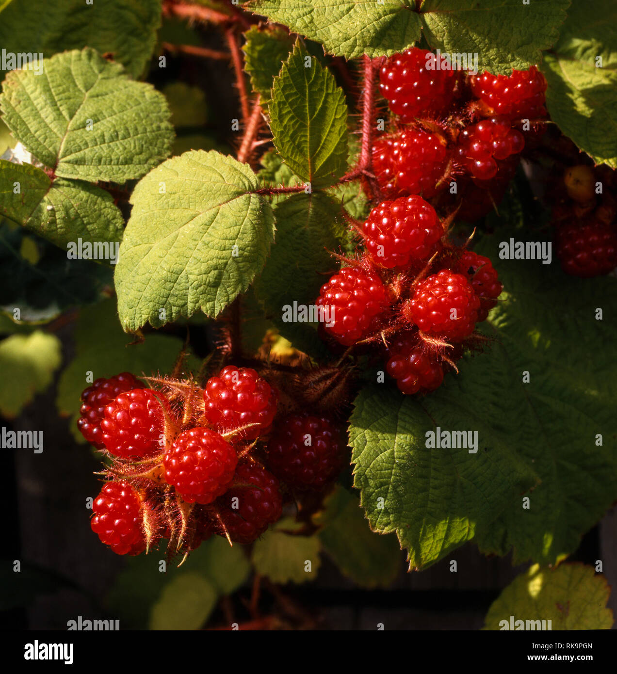 Prunus Phoenicolasius is an Asian species of raspberry in the rose ...