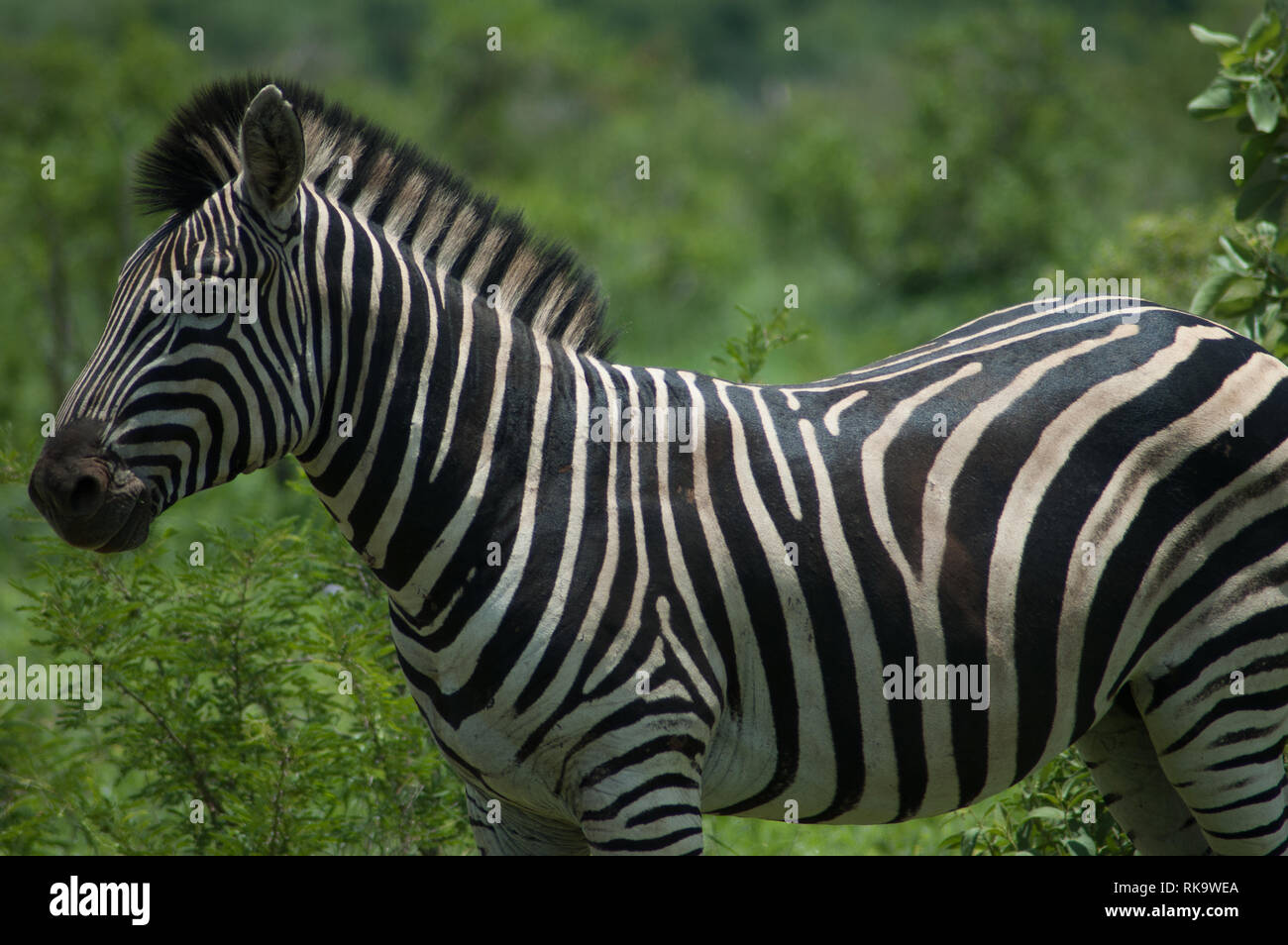 Spotted zebra hi-res stock photography and images - Alamy