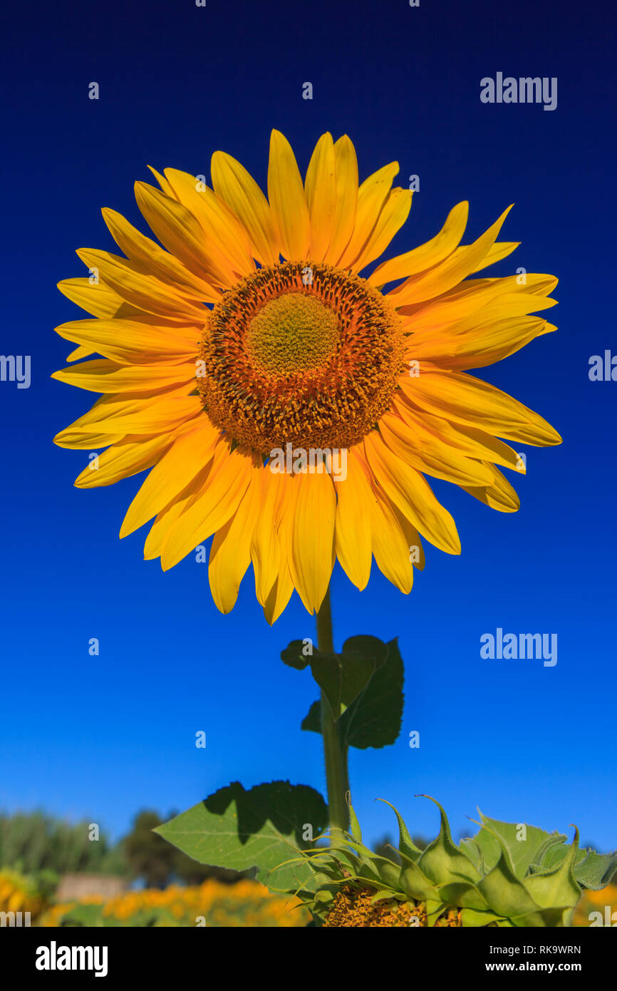 Mariola hi-res stock photography and images - Alamy