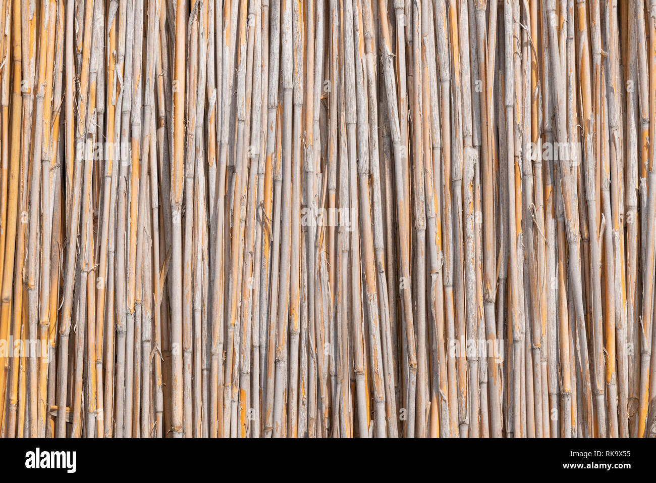 Reed wall, background, or texture in daylight Stock Photo - Alamy