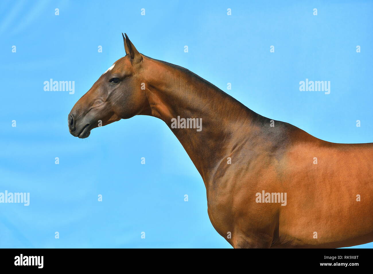 Akhal Teke Head