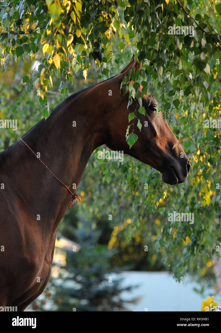 Shy horse hi-res stock photography and images - Alamy