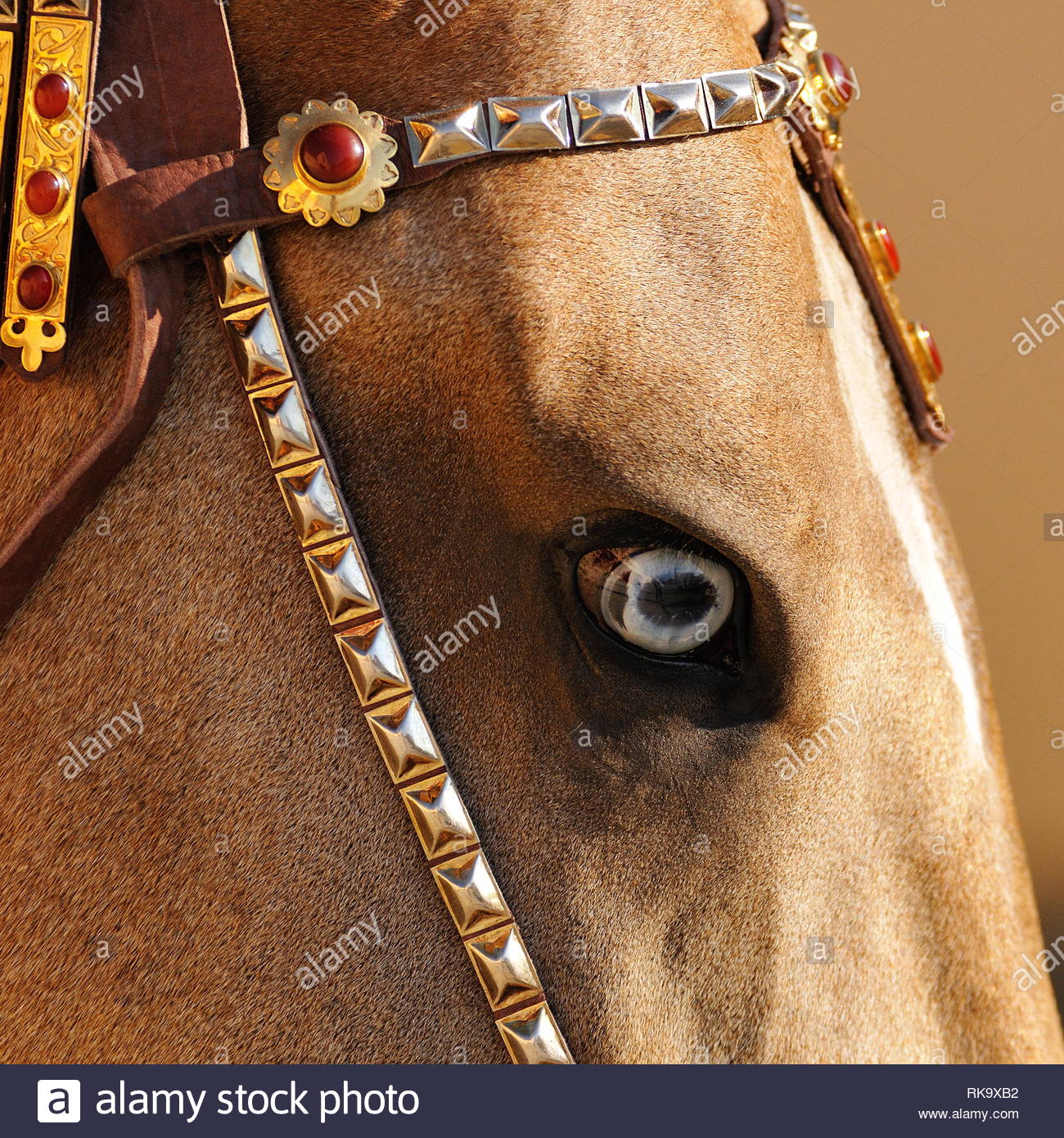 Angry Horse Stock Photos & Angry Horse Stock Images - Alamy