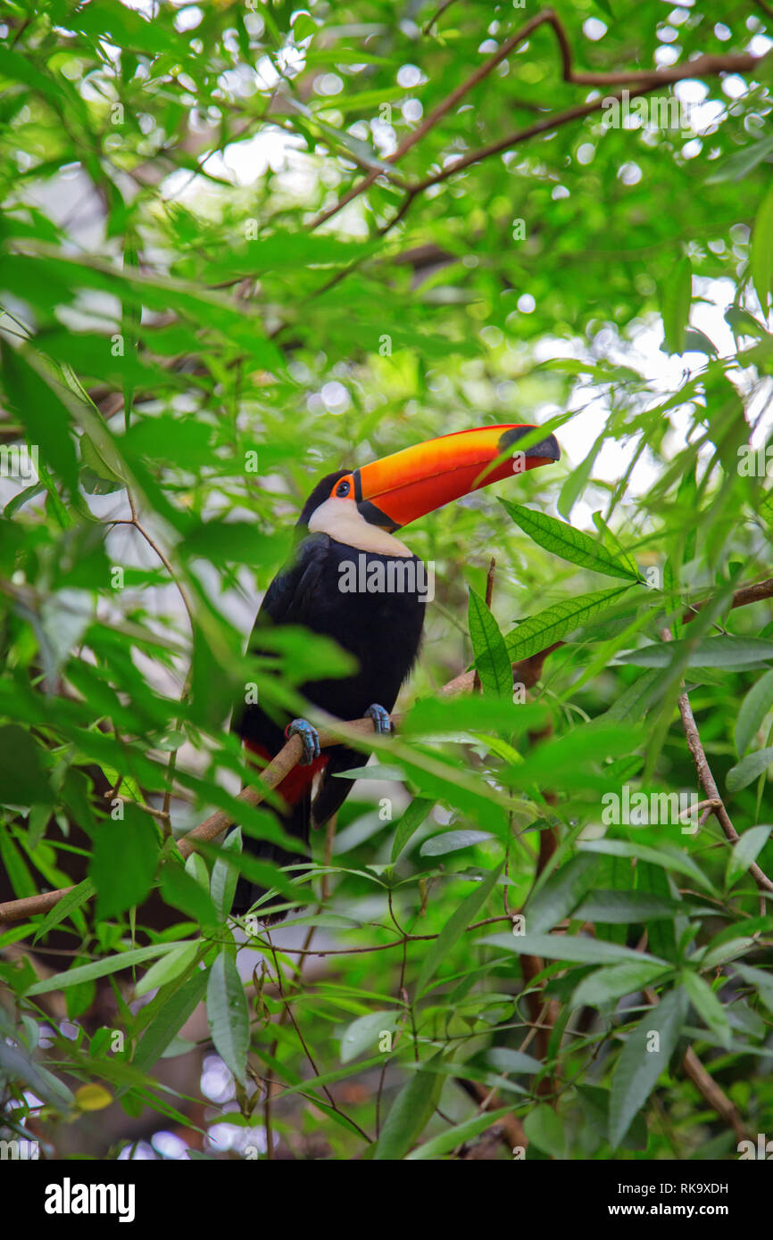 Colorful tucan in the wild Stock Photo - Alamy