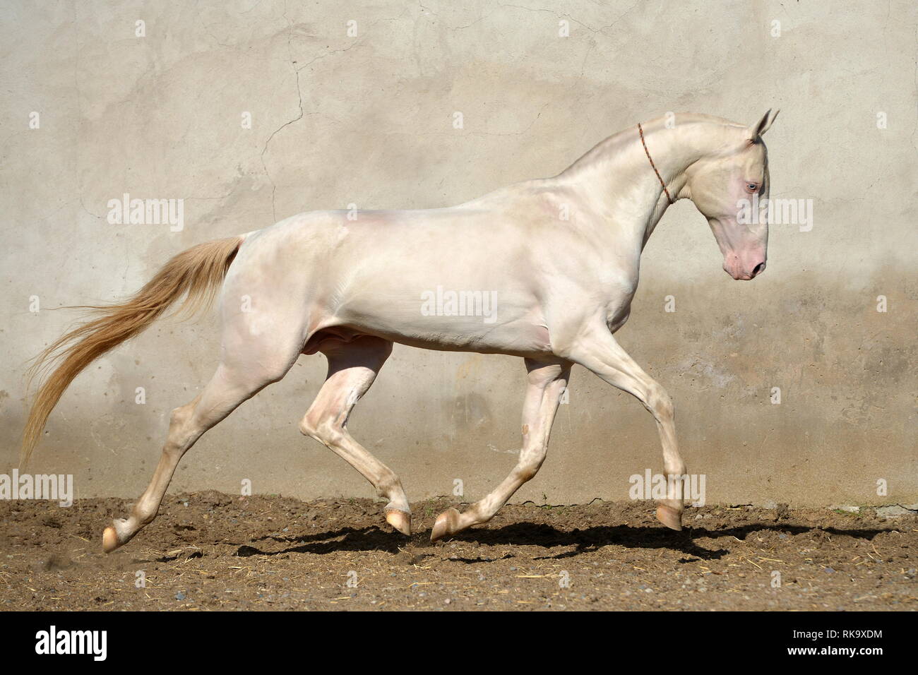 Cremello Thoroughbred Racing