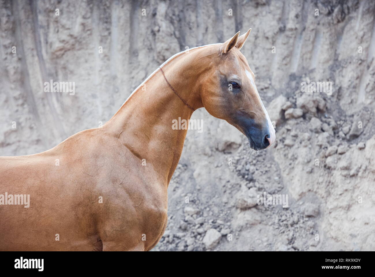 Akhal Teke Chestnut