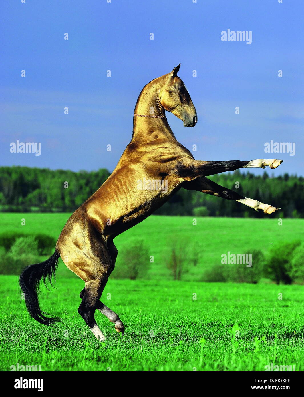 Akhal teke gold horse hi-res stock photography and images - Alamy