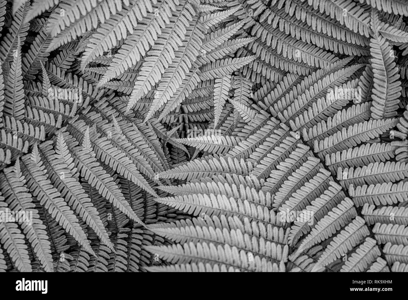 Fern Leaf Pattern Images | Black & White Stock Photo - Alamy