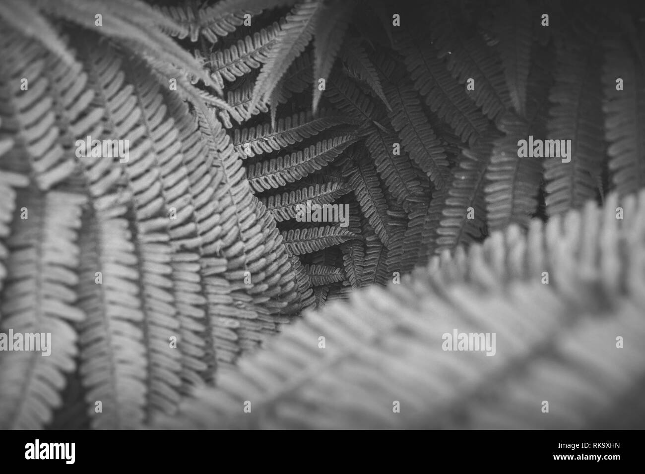 Fern Leaf Pattern Images | Black & White Stock Photo - Alamy
