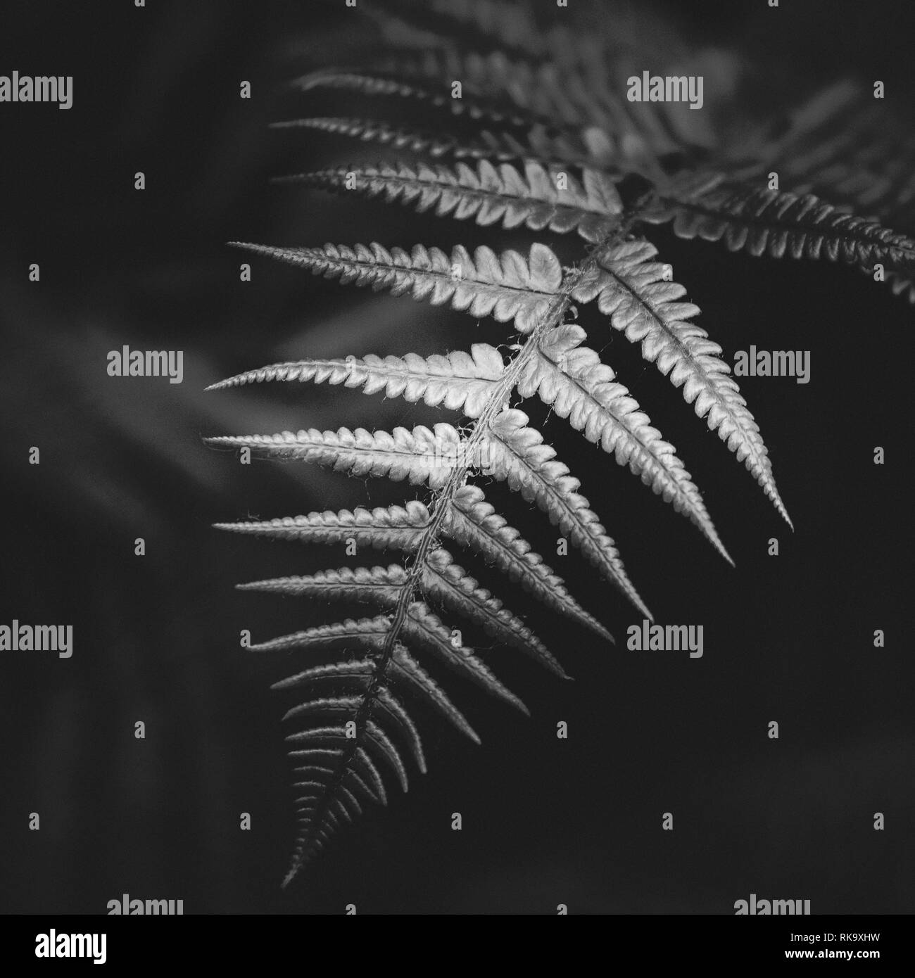 Mono fern leaves hi-res stock photography and images - Alamy