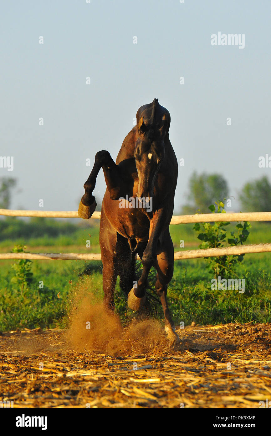 Black horse on hind legs hi-res stock photography and images - Alamy