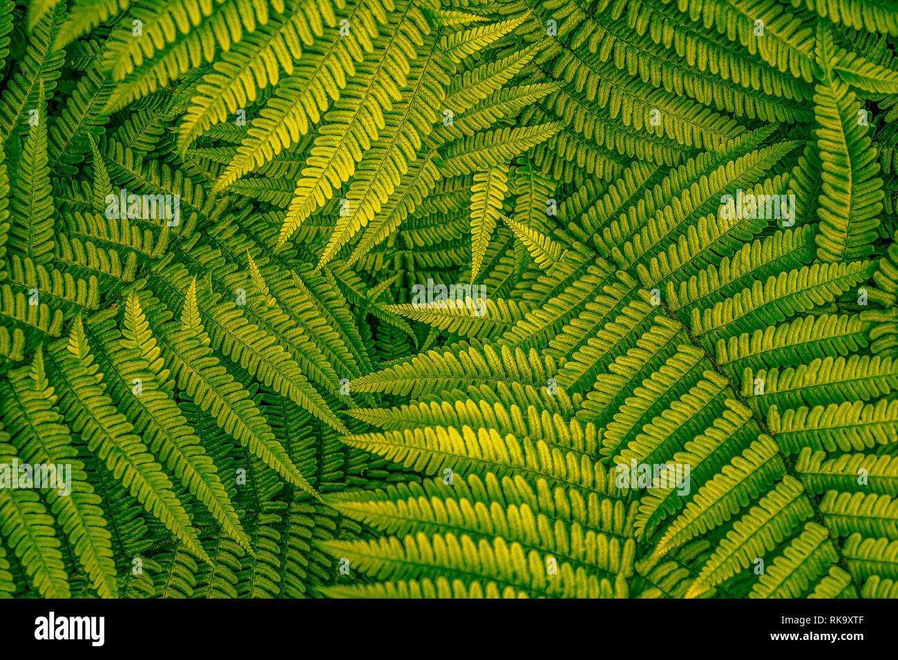 Green Fern Leave Patterns Stock Photo - Alamy