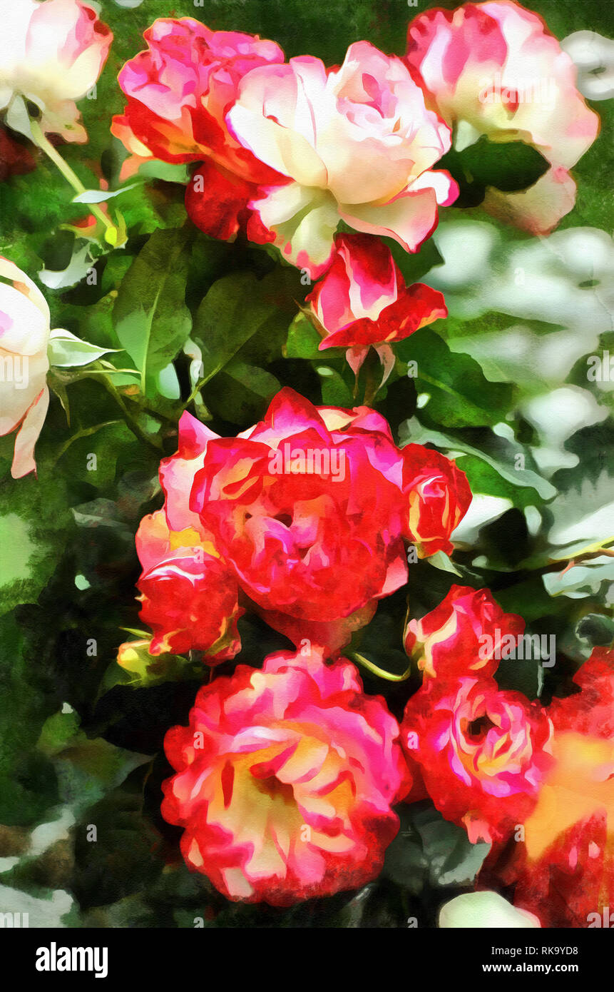 Illustrations Flowers roses, rose ( Latin Rosa Stock Photo - Alamy