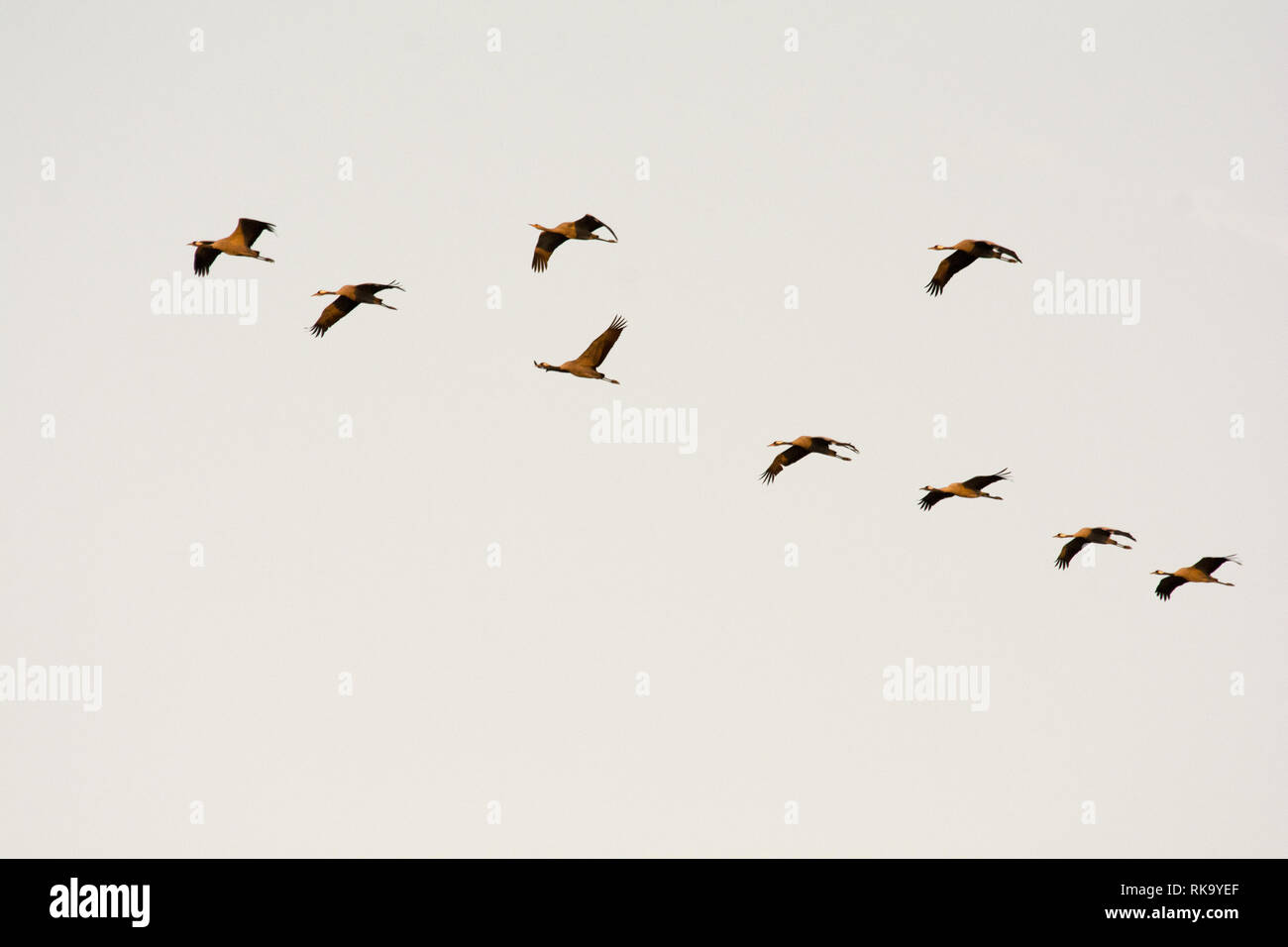 Common Cranes flying over Rietzer See, a nature reserve in Brandenburg ...
