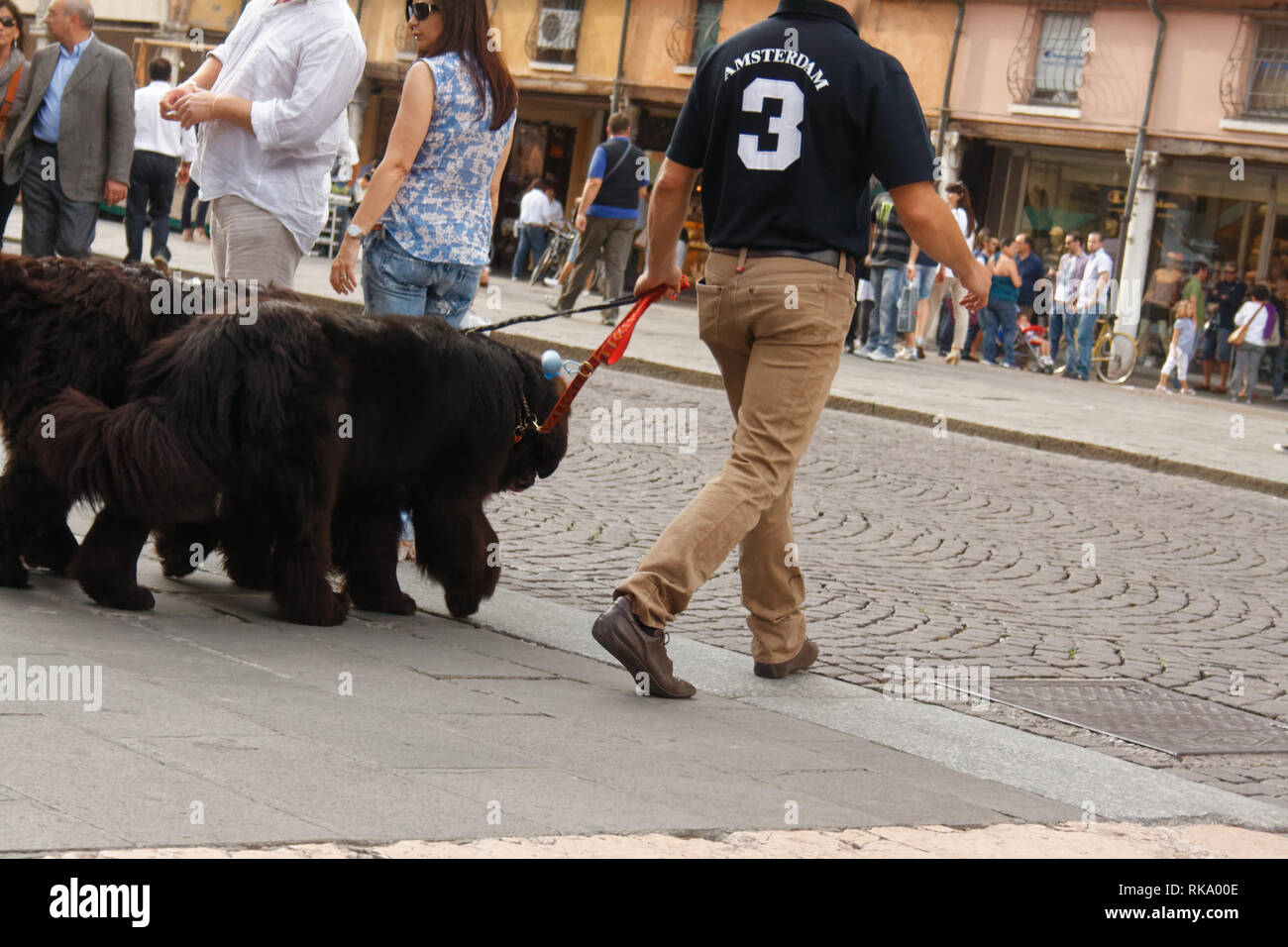A man walking his bear-like dogs Stock Photo - Alamy