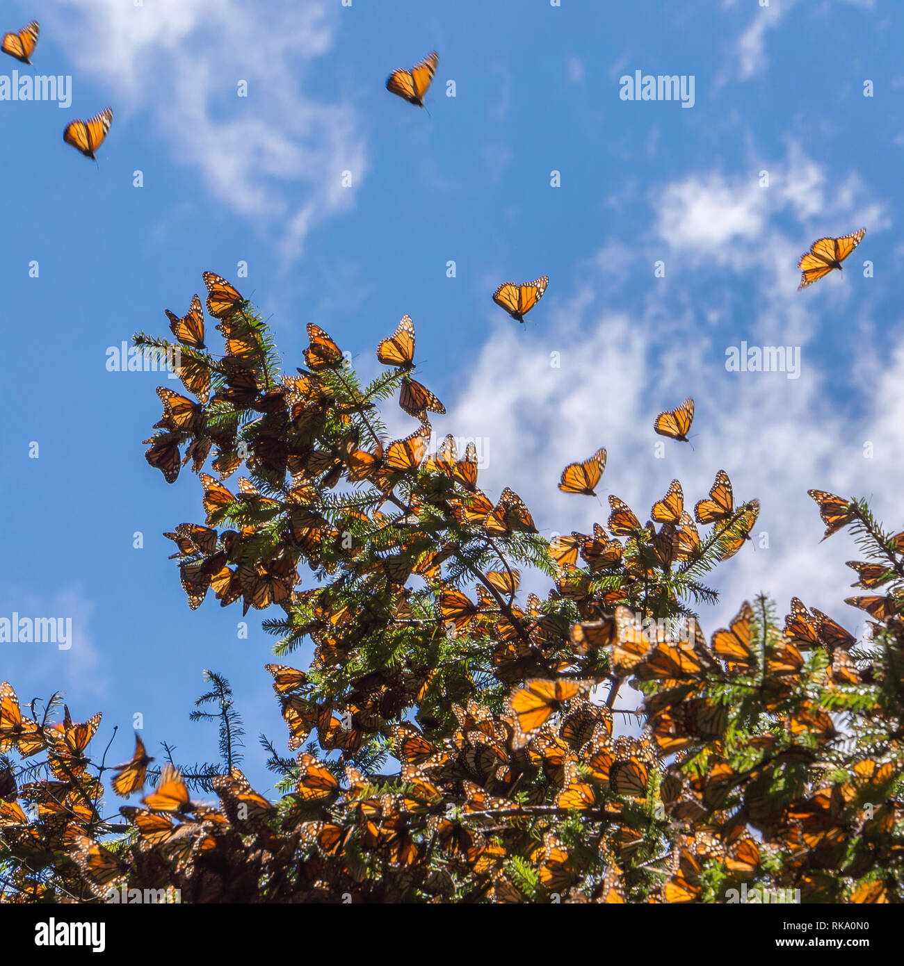 Monarch Butterflies on tree branch with blue sky in background at the ...